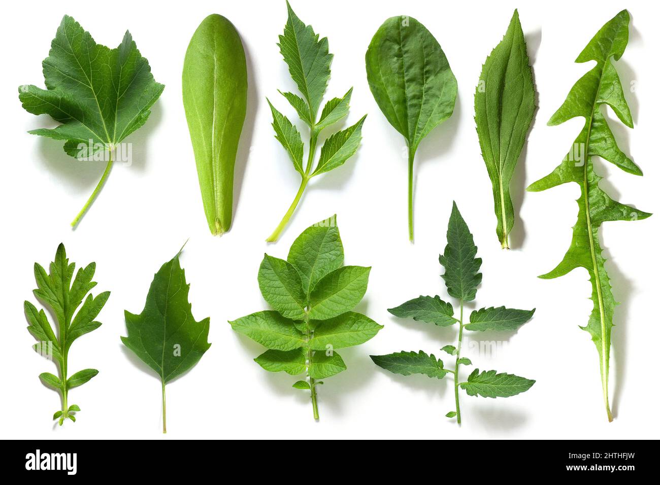 Set, collection of green leaves of different plants isolated on white ...