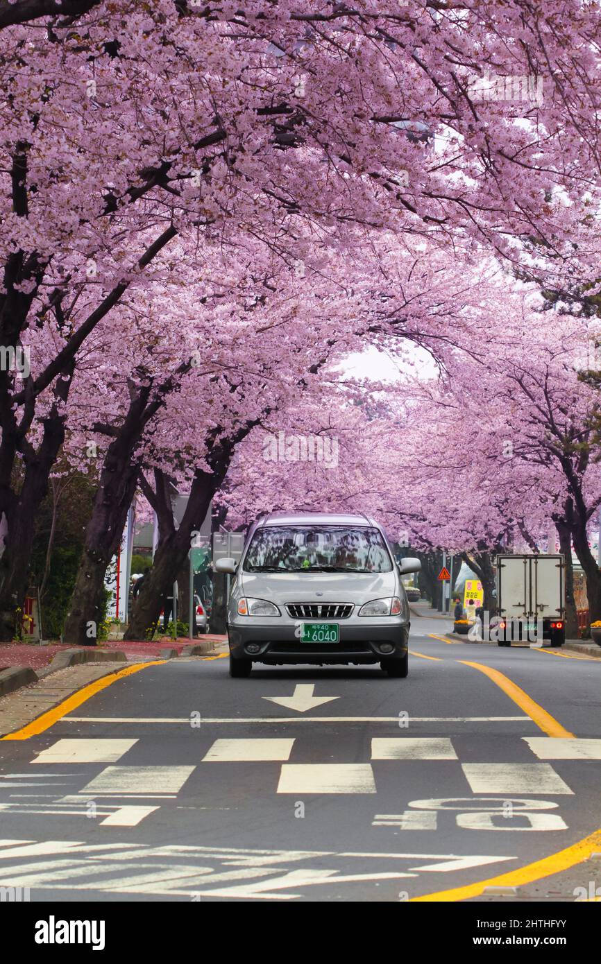 Cars cruising on a road with blossoming cherry blossom tree during ...