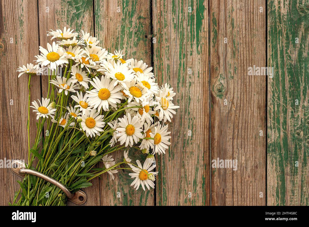 Bouquet field chamomile flowers in door handle on old wooden background ...