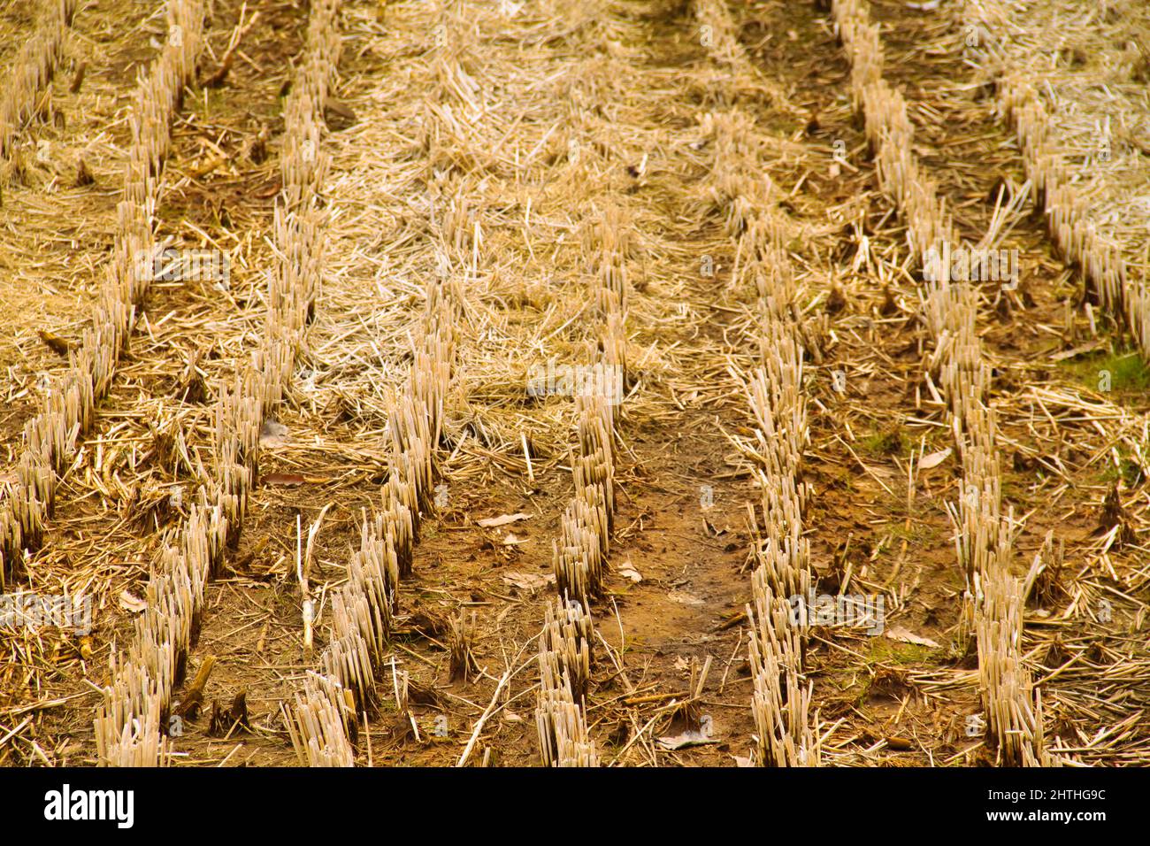 Field plot hi-res stock photography and images - Alamy