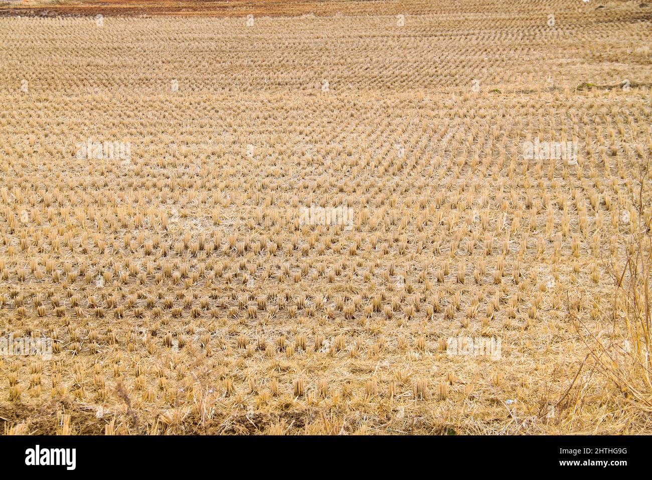Harvested plot of farm land Stock Photo - Alamy
