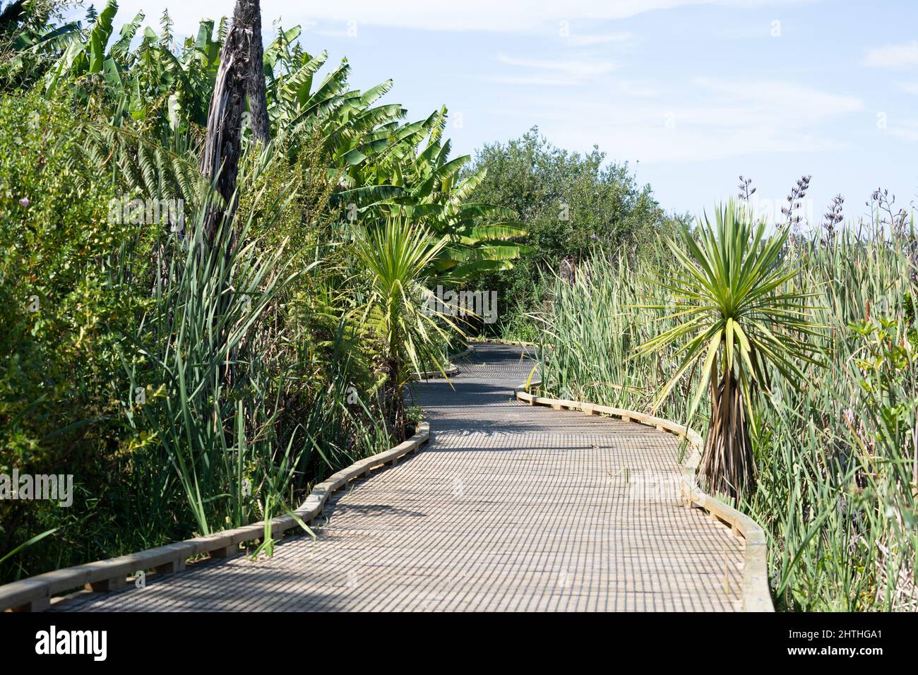 Walk and cycleway through Matua Salt Marsh Tauranga New Zealand Stock ...