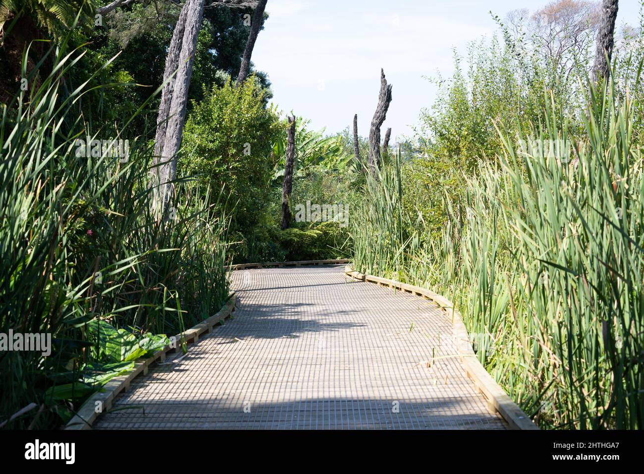 Walk and cycleway through Matua Salt Marsh Tauranga New Zealand Stock ...