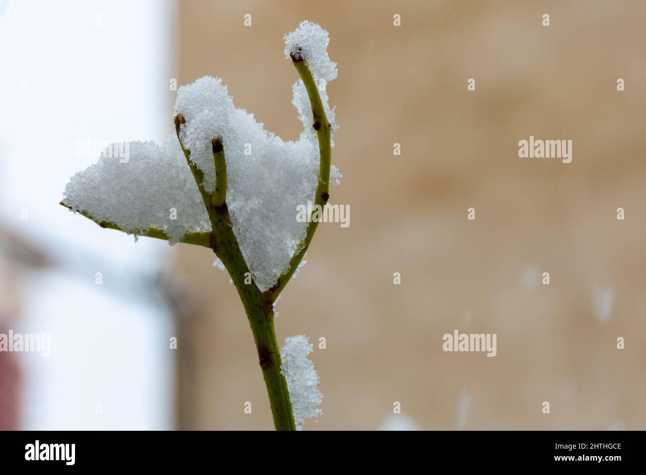 Little twigs hi-res stock photography and images - Alamy