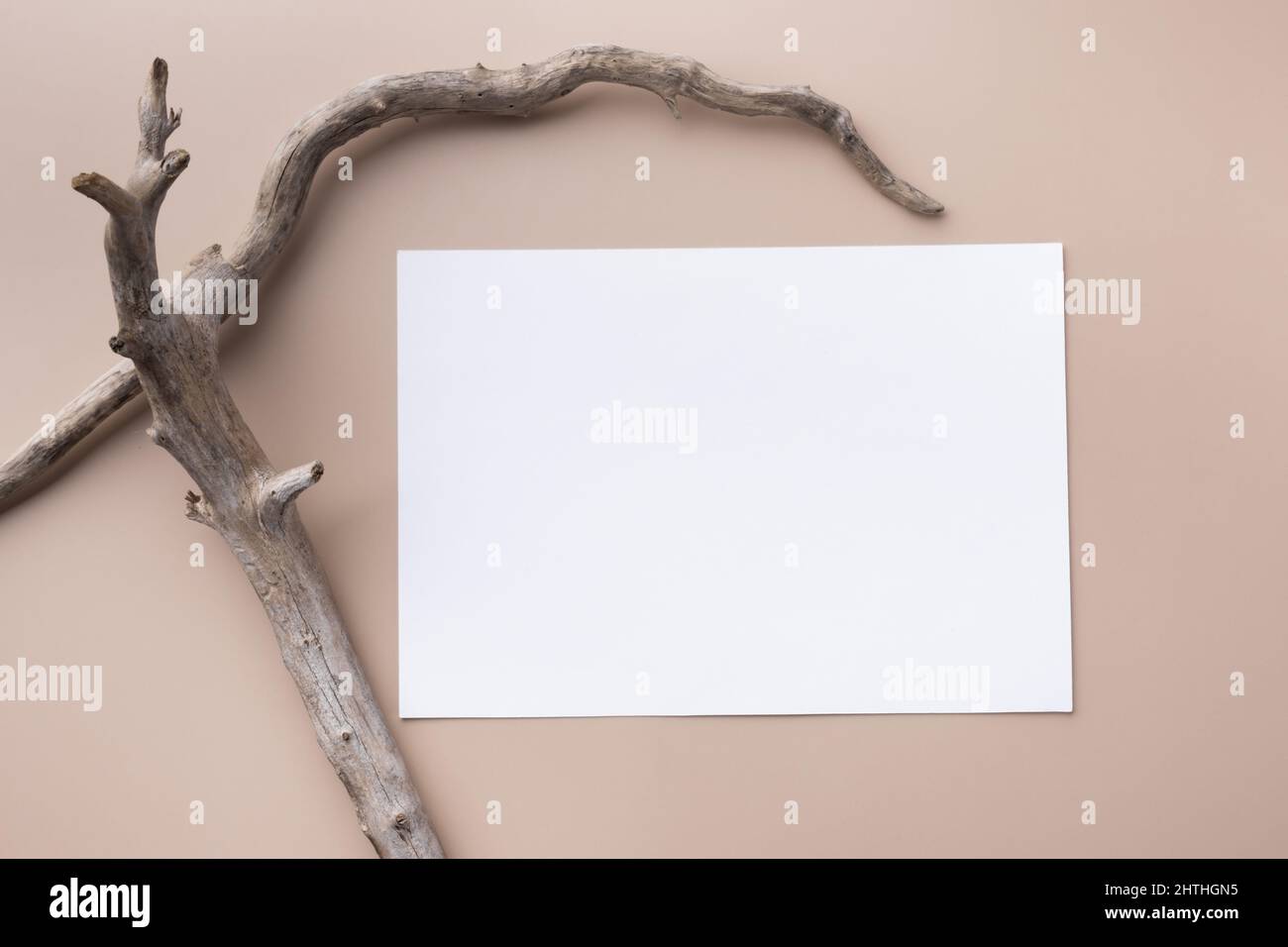 Minimal paper card mockup on beige background with branches Stock Photo ...