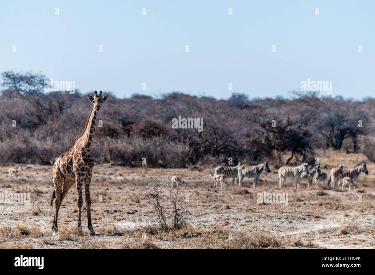 Closeup of the neck of an Angolan Giraffe - Giraffa giraffa angolensis ...