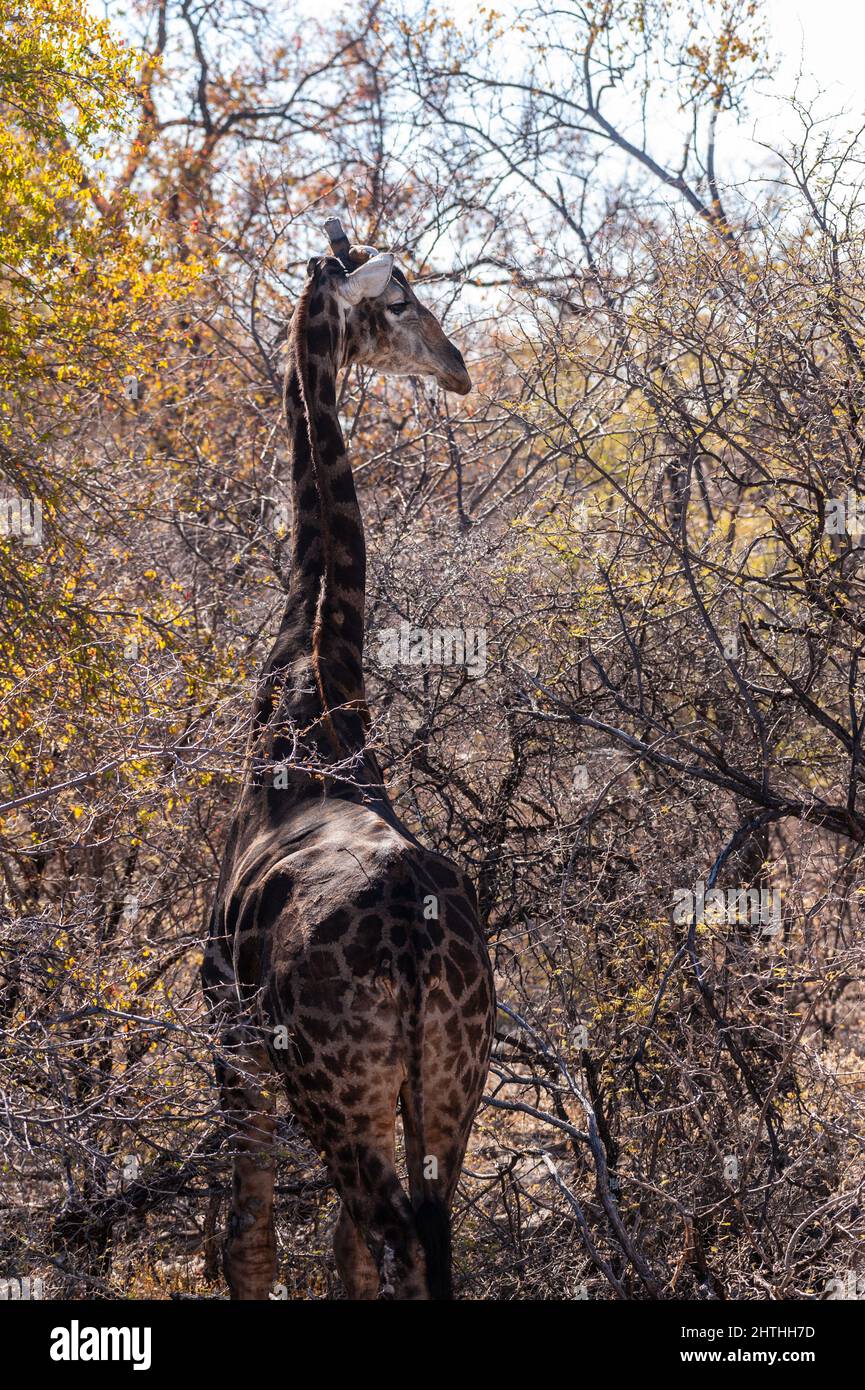 Closeup of the neck of an Angolan Giraffe - Giraffa giraffa angolensis ...