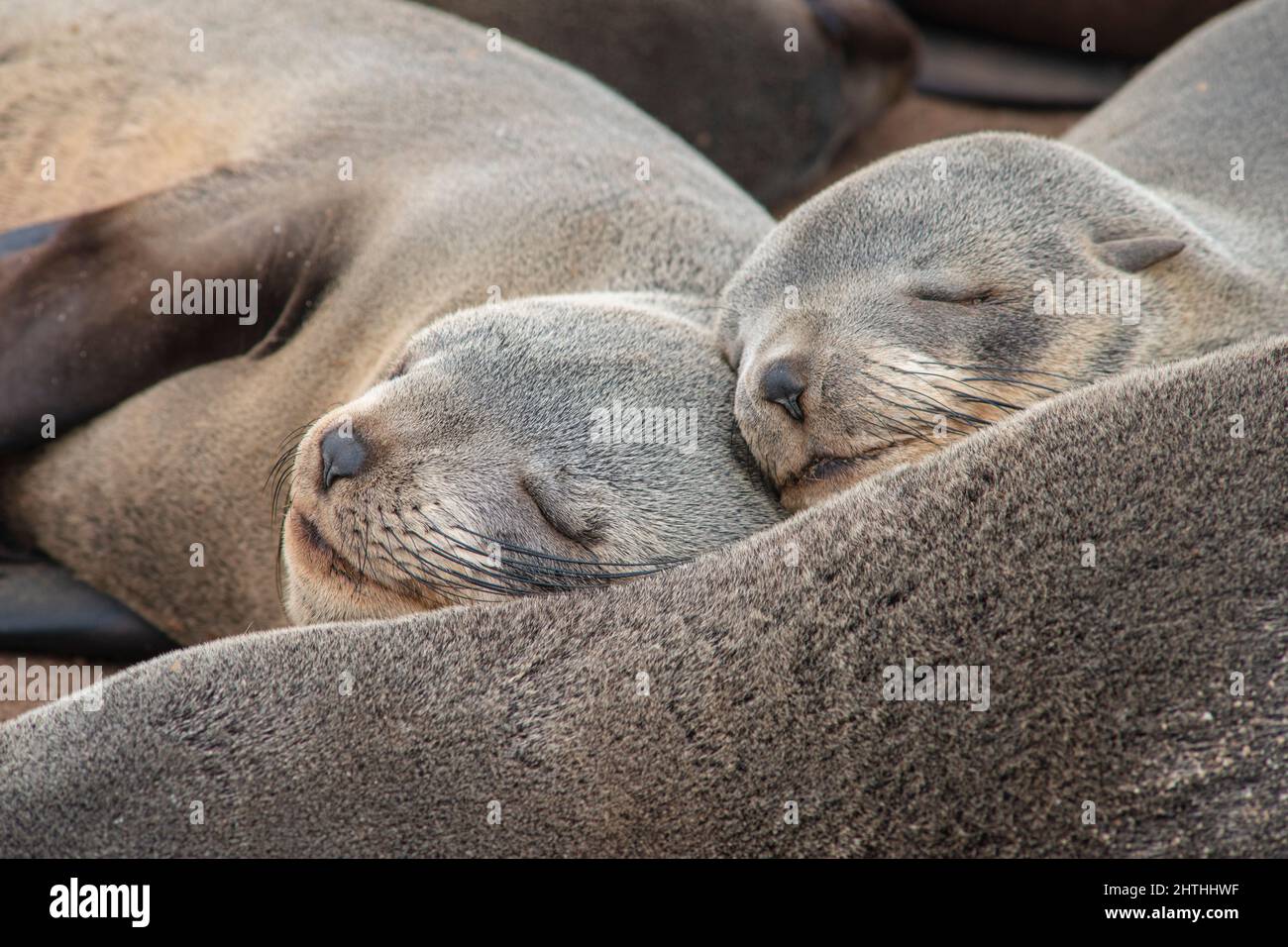 Seal sleeping water hi-res stock photography and images - Alamy