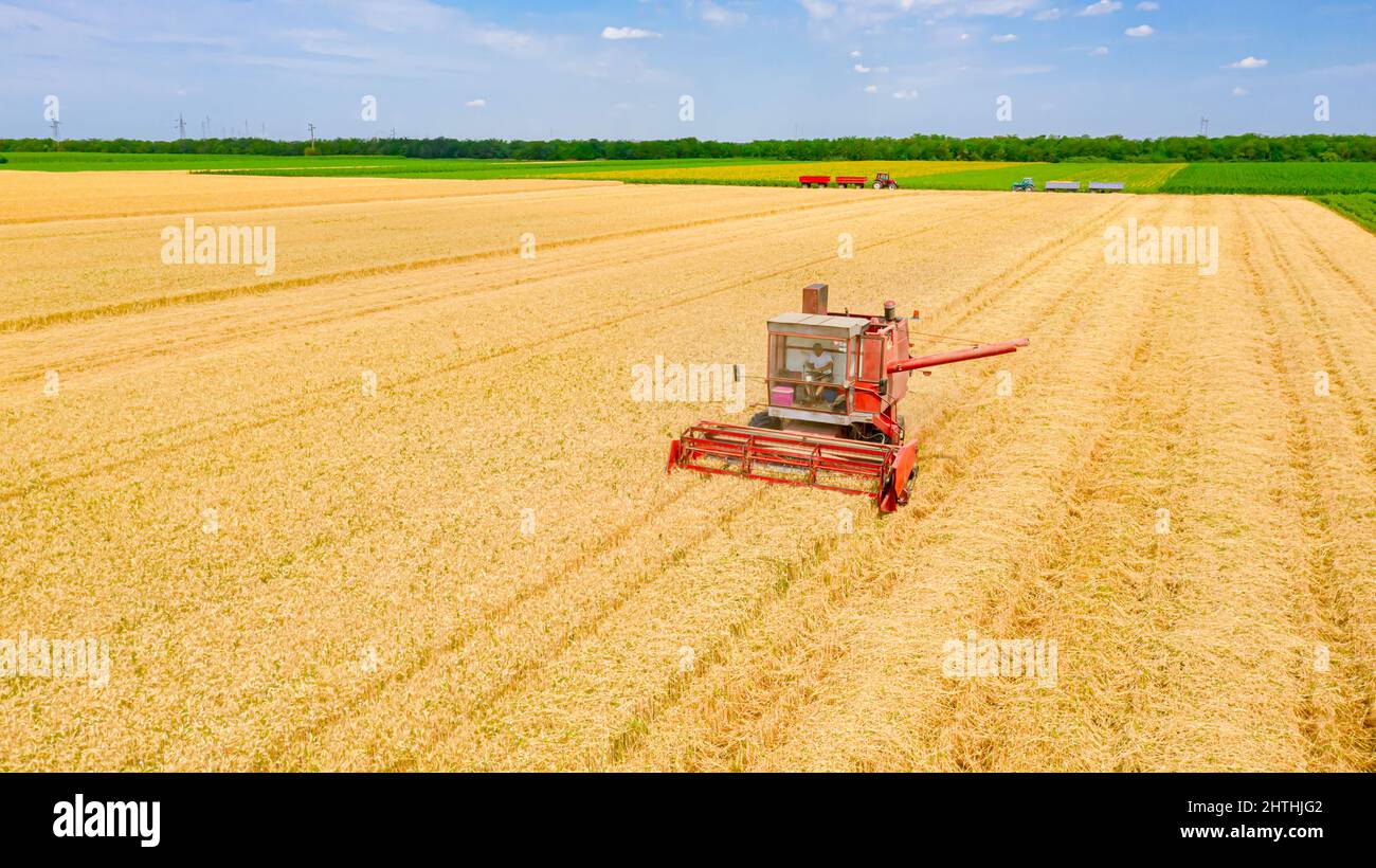 Aerial view of agricultural harvester, combine as cutting, harvesting ...