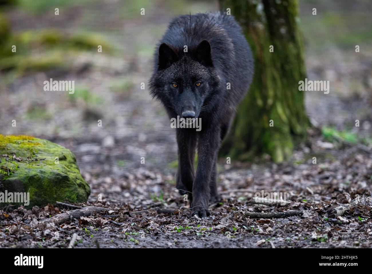 Black wolf walking hi-res stock photography and images - Alamy