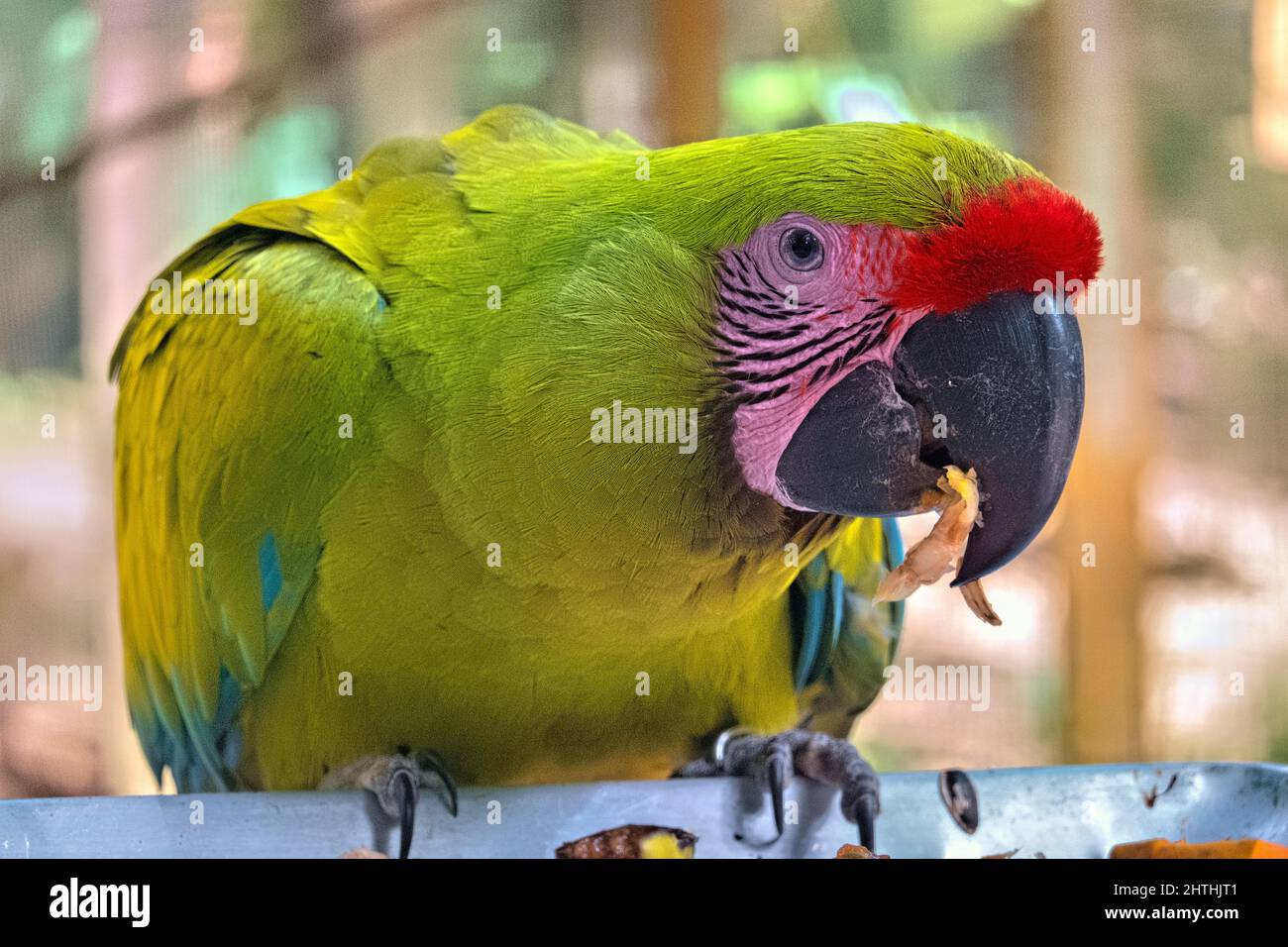 Great green macaw (Ara ambiguus) closeup, Copan, Honduras Stock Photo ...
