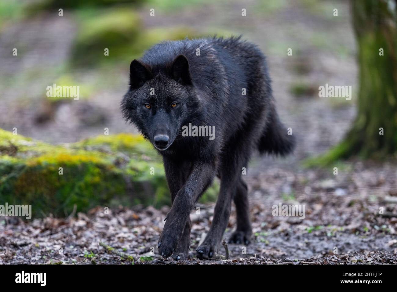 Black wolf walking in the forest Stock Photo - Alamy