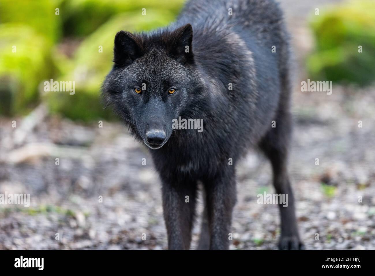Black wolf walking hi-res stock photography and images - Alamy