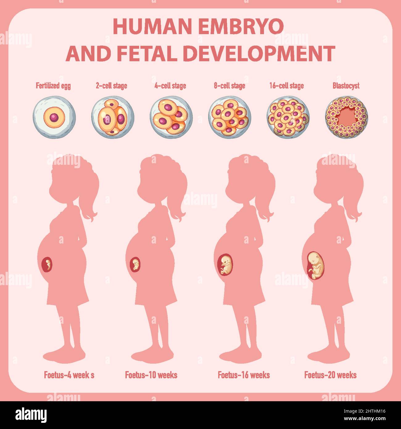 Human embryonic development in human infographic illustration Stock ...