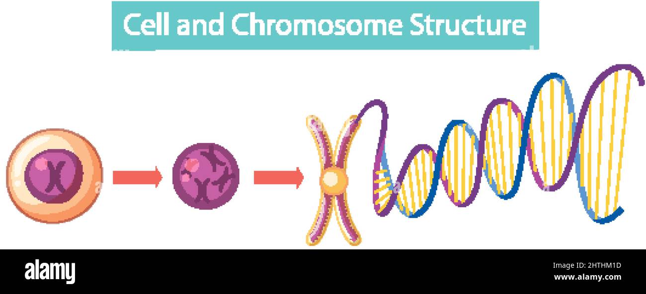 Cell and Chromosome Structure infographic illustration Stock Vector ...