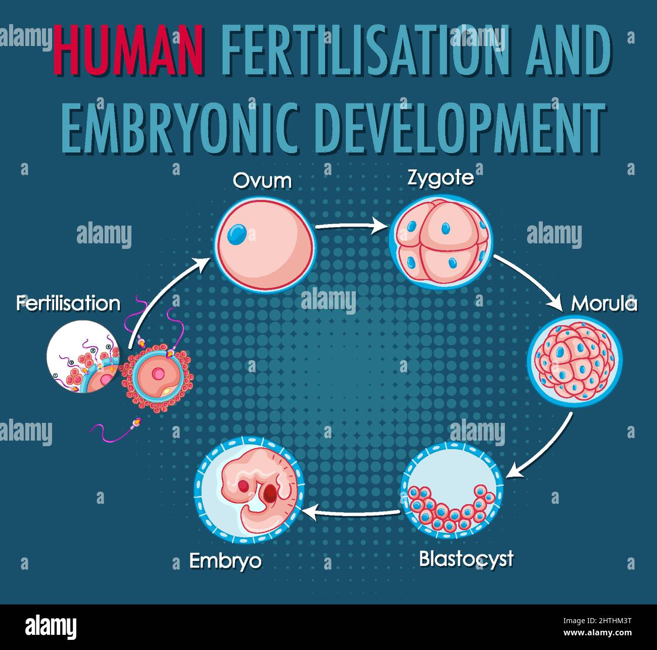 Human fertilisation and embryonic development in human infographic ...