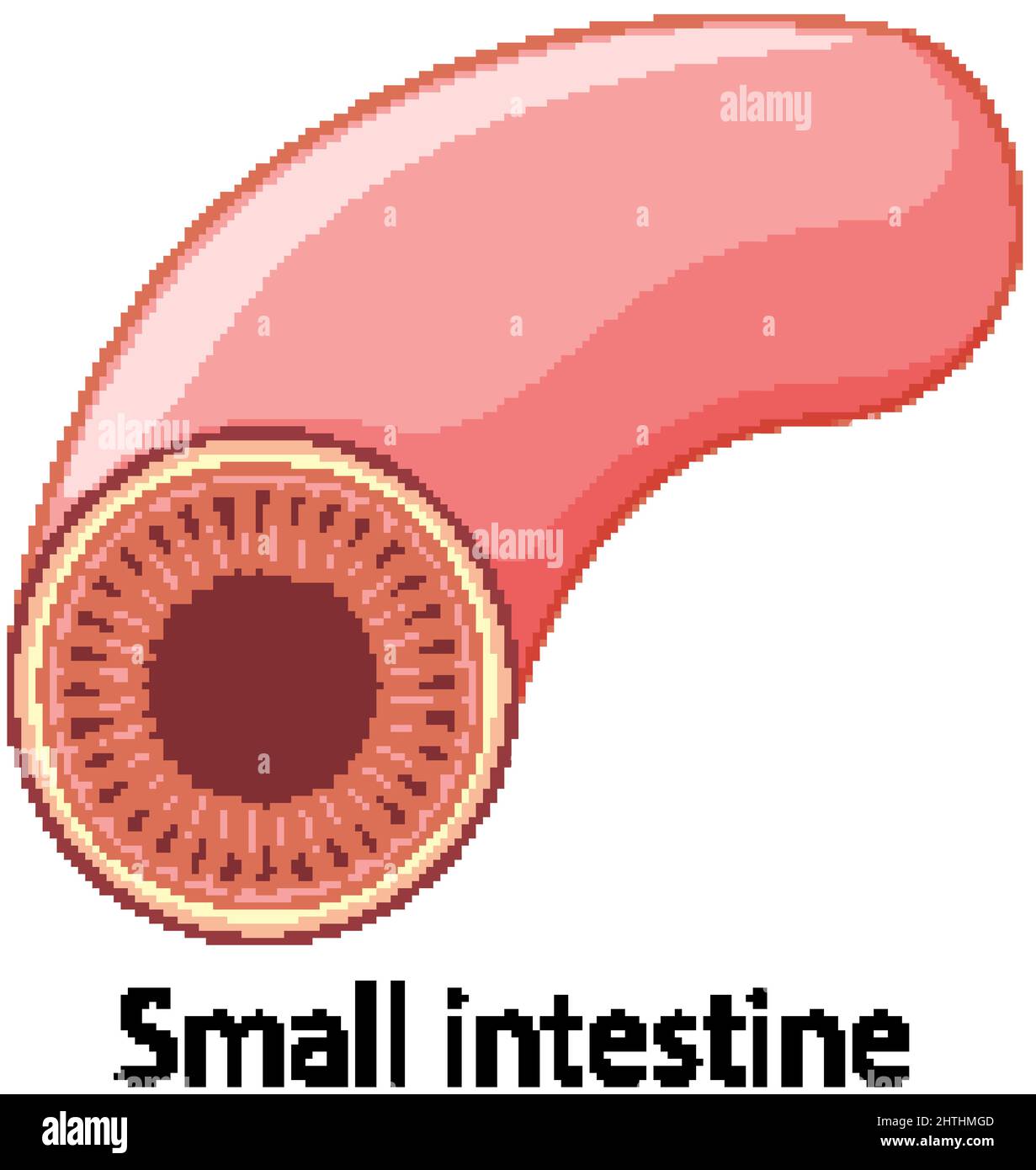 Small intestine in cartoon style illustration Stock Vector Image & Art ...
