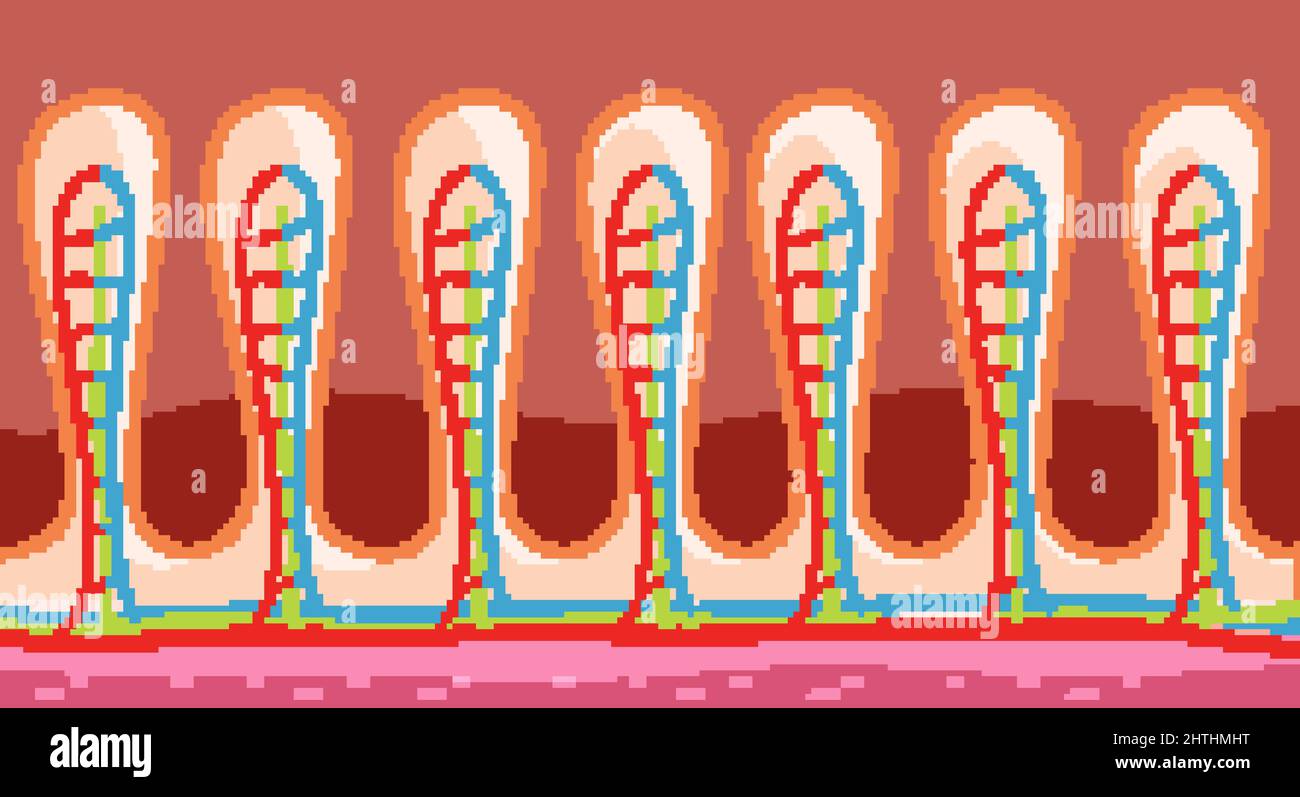 Diagram showing intestinal wall structure illustration Stock Vector ...