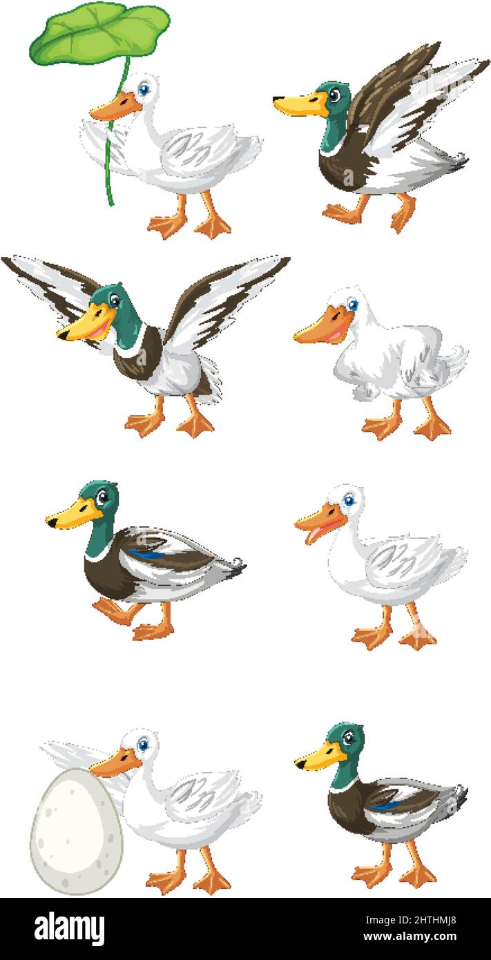 Set of different poses of ducks cartoon characters illustration Stock ...