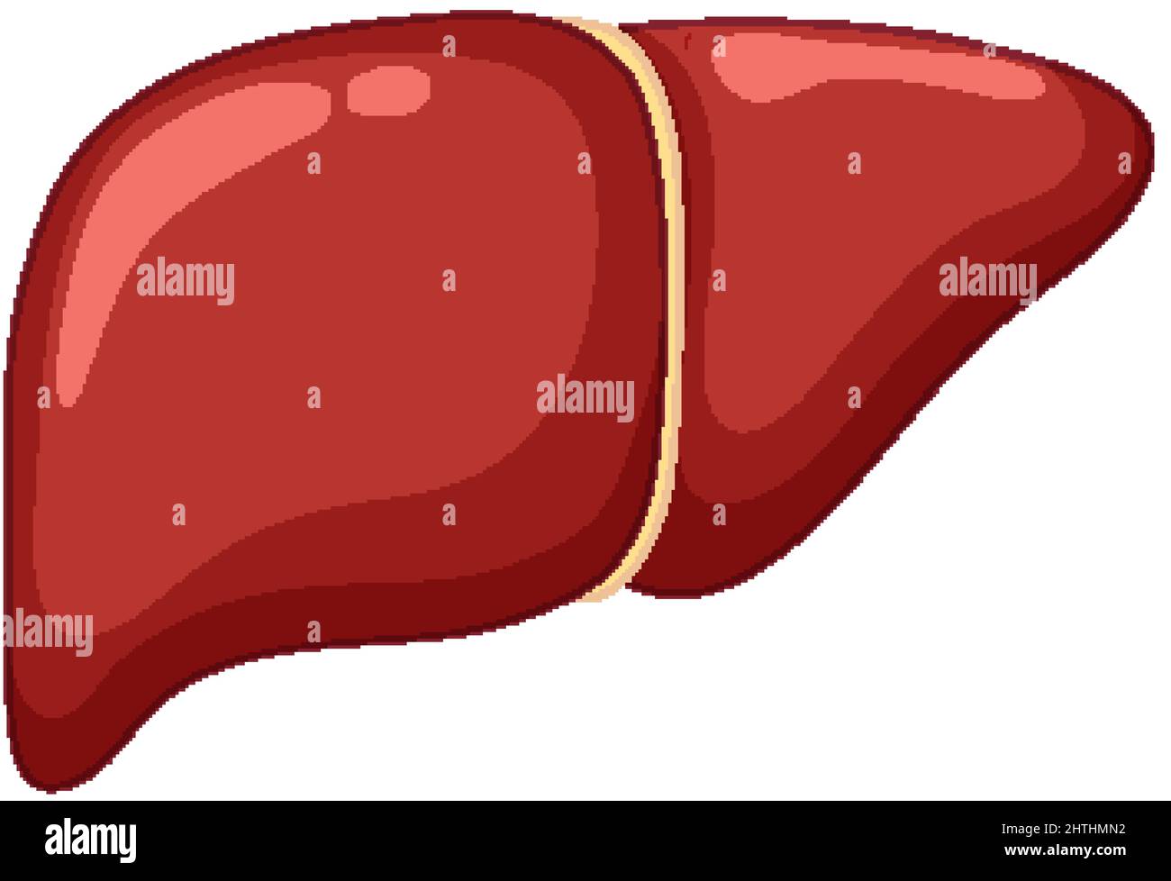 Healthy Liver on white background illustration Stock Vector Image & Art ...