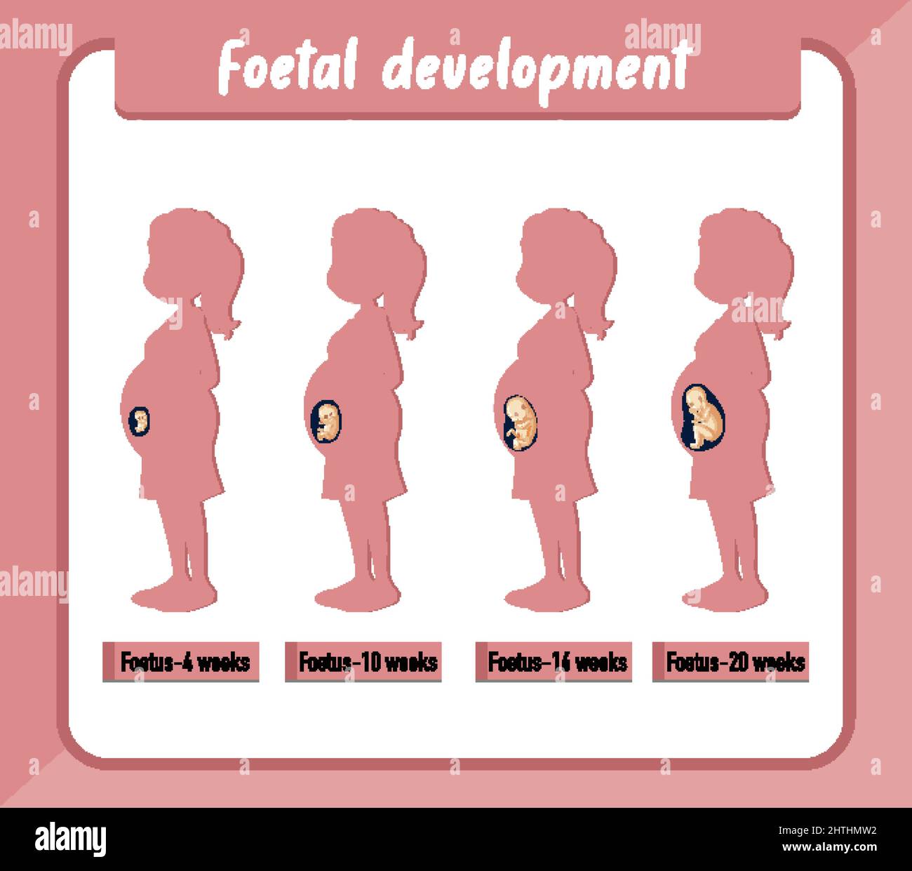 Human embryonic development in human infographic illustration Stock ...