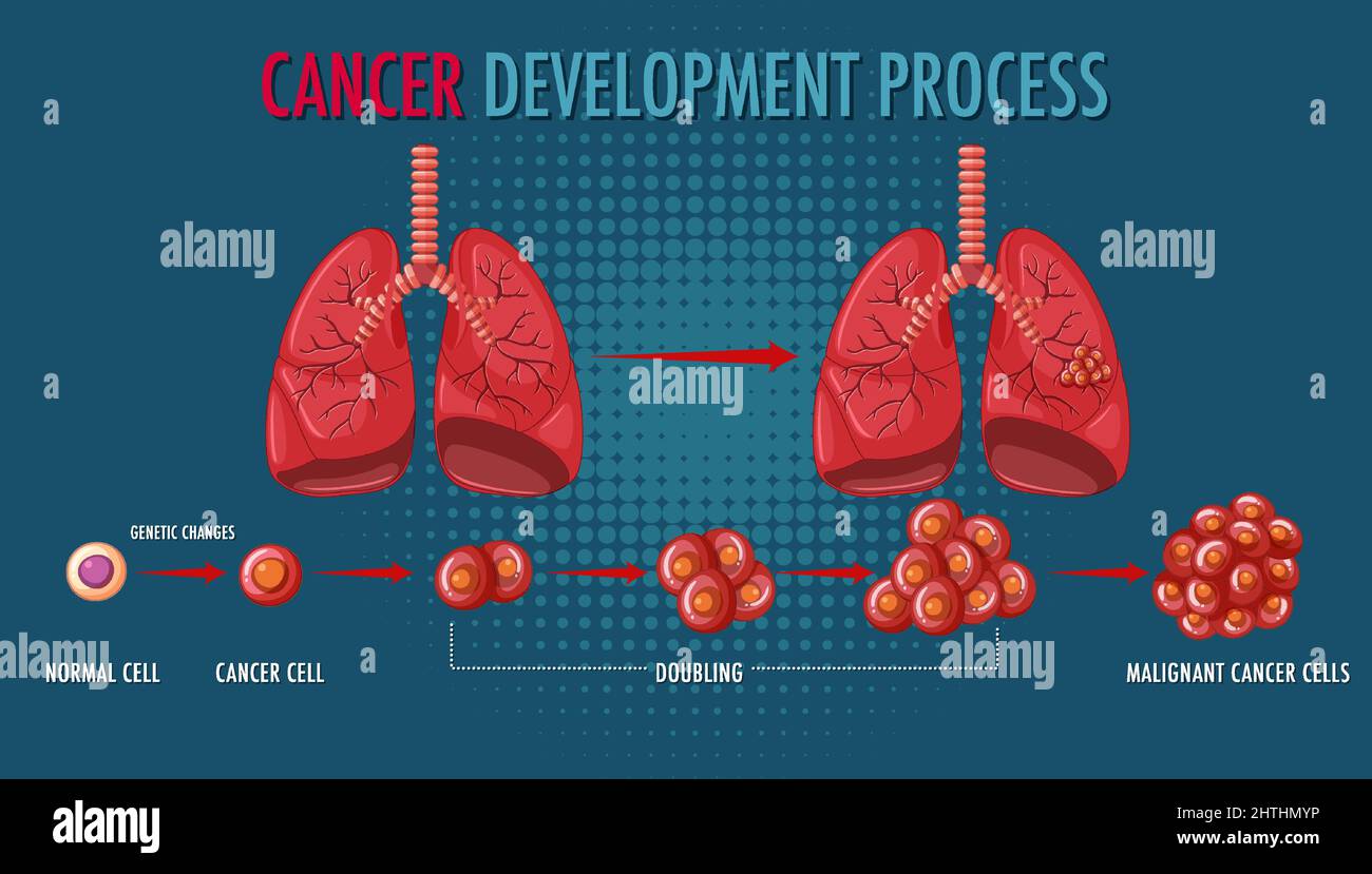Lungs development Stock Vector Images - Alamy