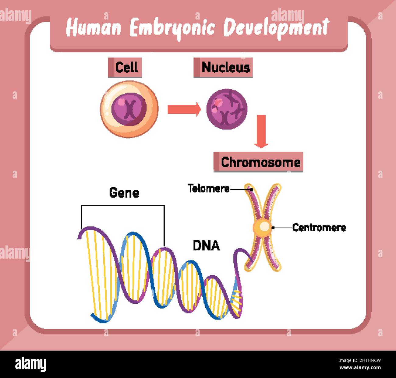 Human embryonic development infographic illustration Stock Vector Image ...