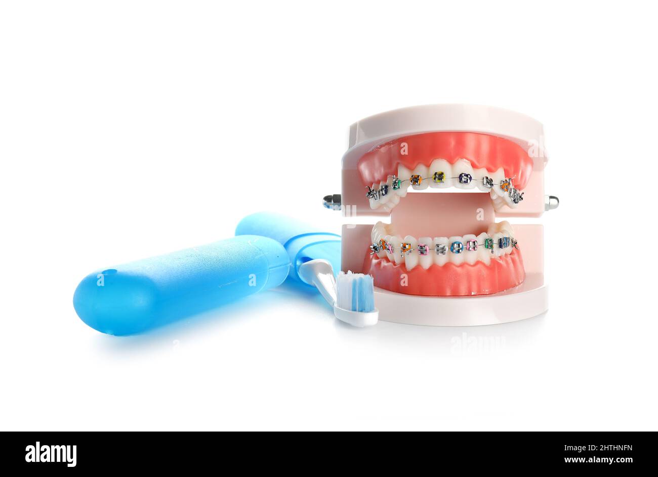 Model of jaw with braces and toothbrush isolated on white background ...