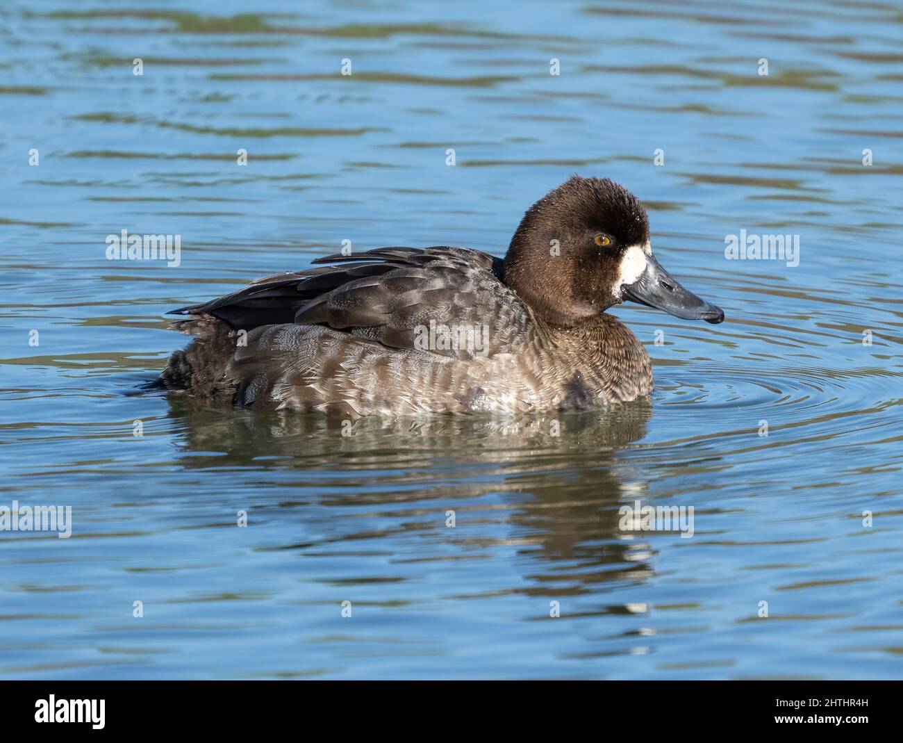 Lesser Scaup duck peacefully swimming in water Stock Photo - Alamy