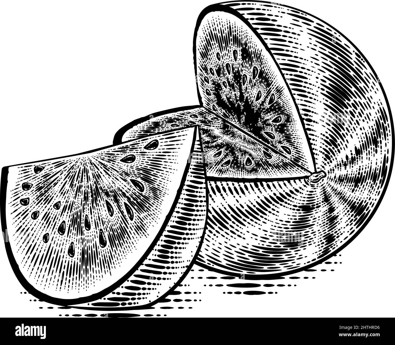 Watermelon Vintage Woodcut Engraved Style Drawing Stock Vector Image ...