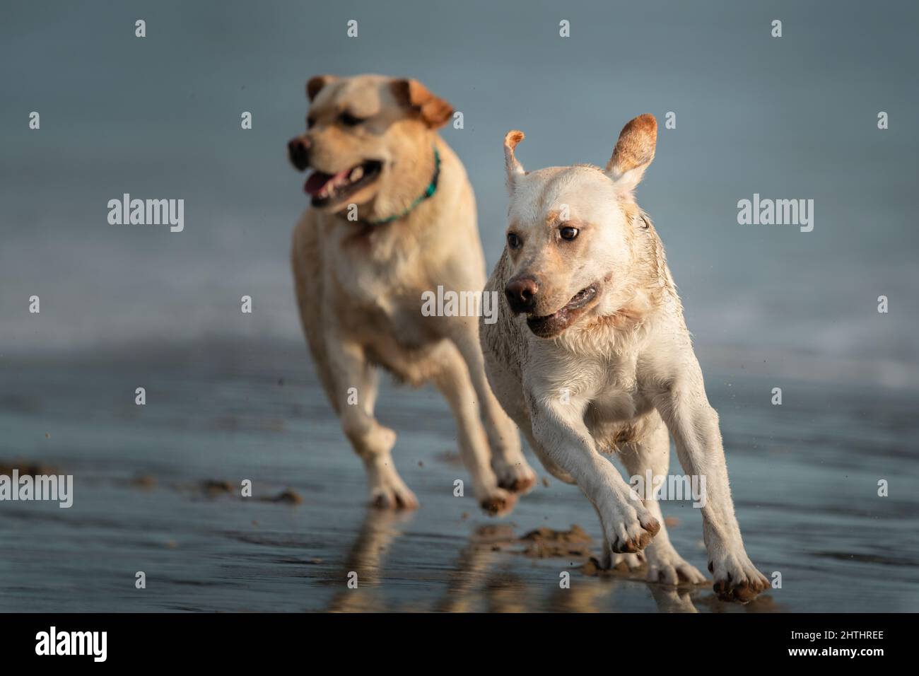 Two dogs playing on a sandy beach in Auckland Stock Photo - Alamy