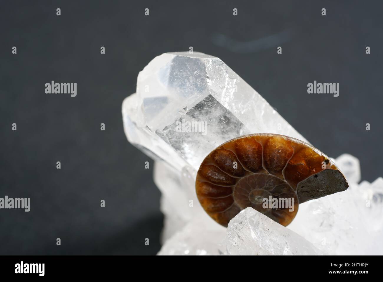 Ammonite is a fossilization of a squid enclosure, photographed here ...