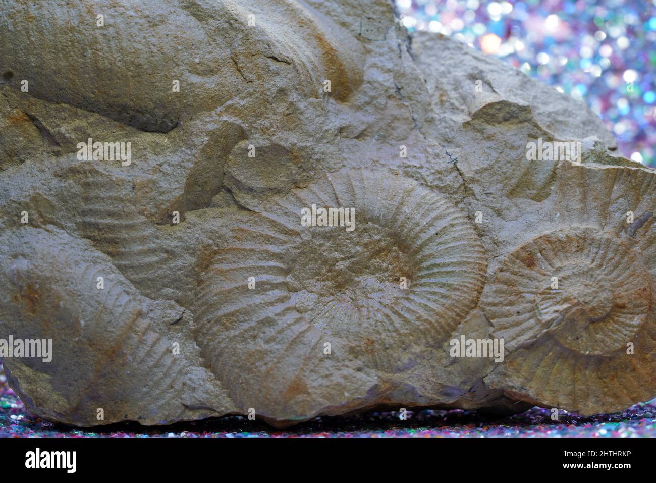 Ammonite is a fossilization of a squid enclosure, photographed here ...