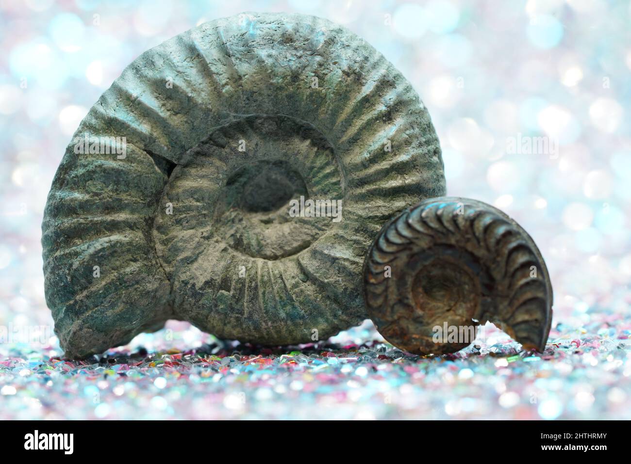 Ammonite is a fossilization of a squid enclosure, photographed here ...