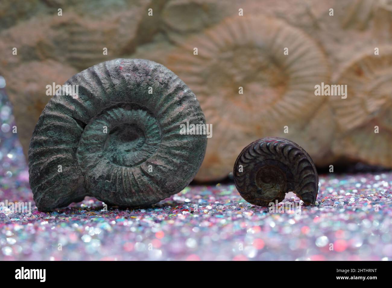 Ammonite is a fossilization of a squid enclosure, photographed here ...