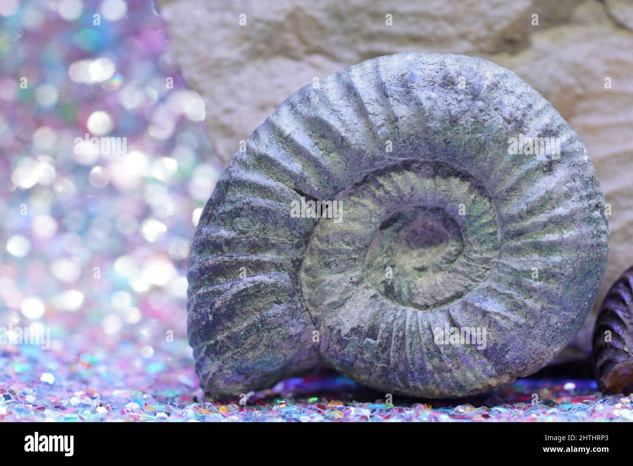 Ammonite is a fossilization of a squid enclosure, photographed here ...