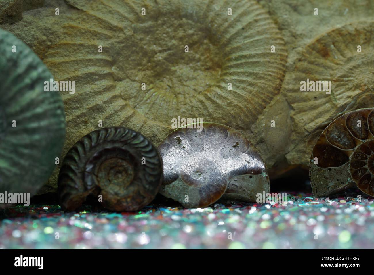 Ammonite is a fossilization of a squid enclosure, photographed here ...
