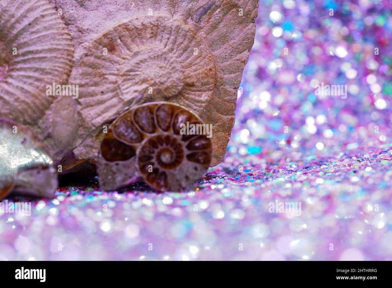 Ammonite is a fossilization of a squid enclosure, photographed here ...