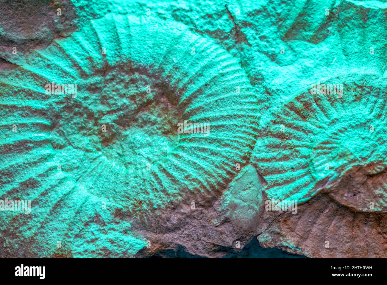 Ammonite is a fossilization of a squid enclosure, photographed here ...