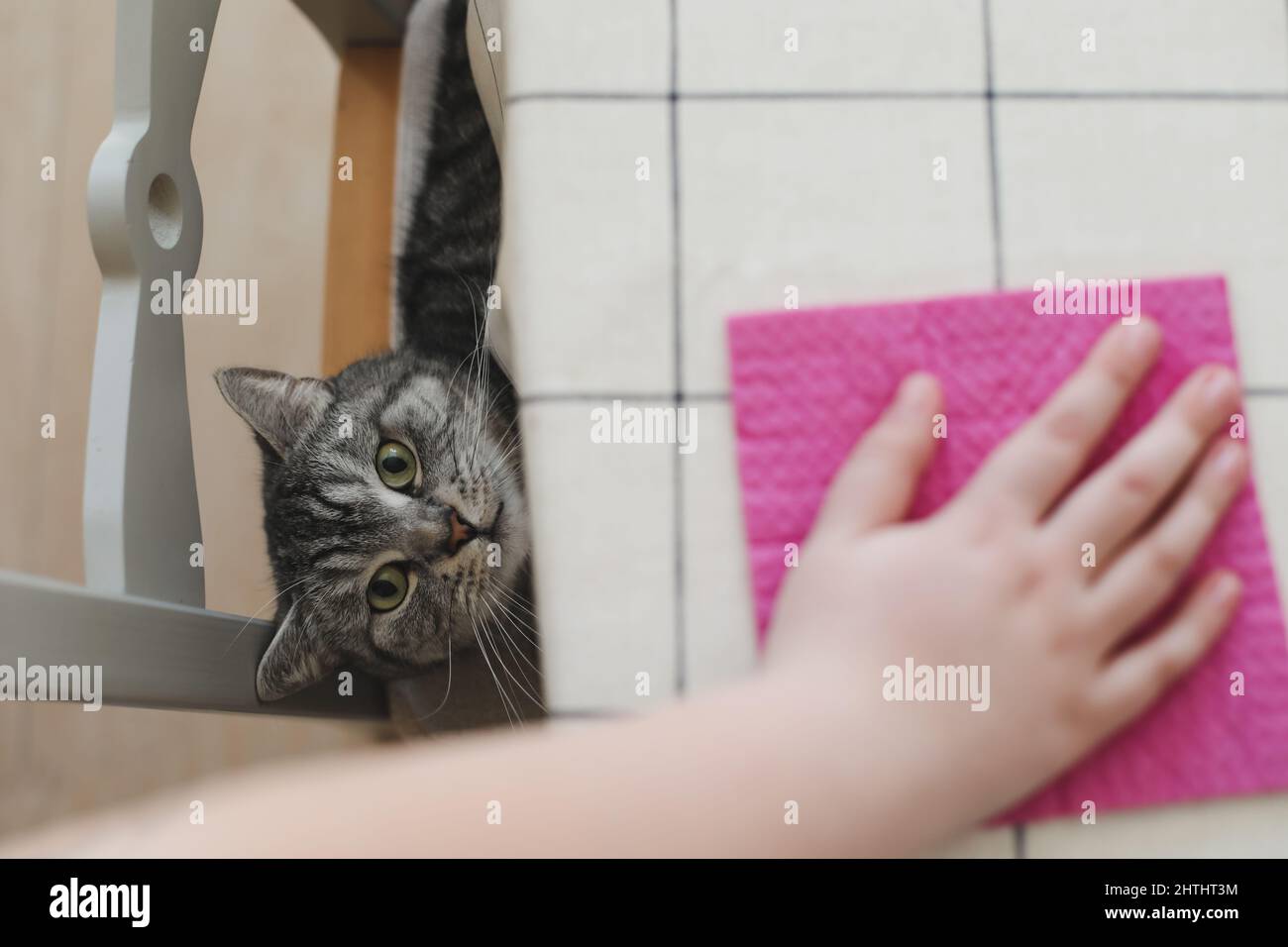 Animal cleaning house hi-res stock photography and images - Alamy