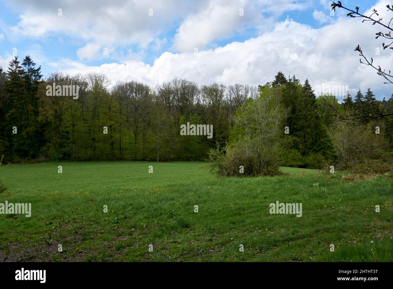 Hike path through a forest in spring, young green foliage Stock Photo ...
