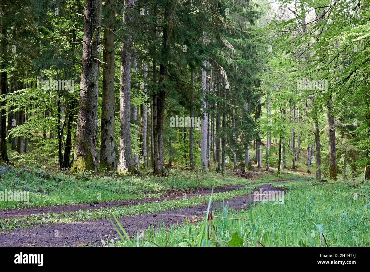 Hike path through a forest in spring, young green foliage Stock Photo ...