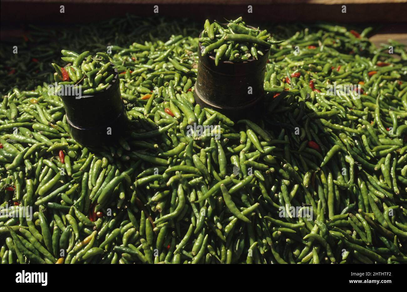 indian ocean green pepper mauritius island Stock Photo - Alamy