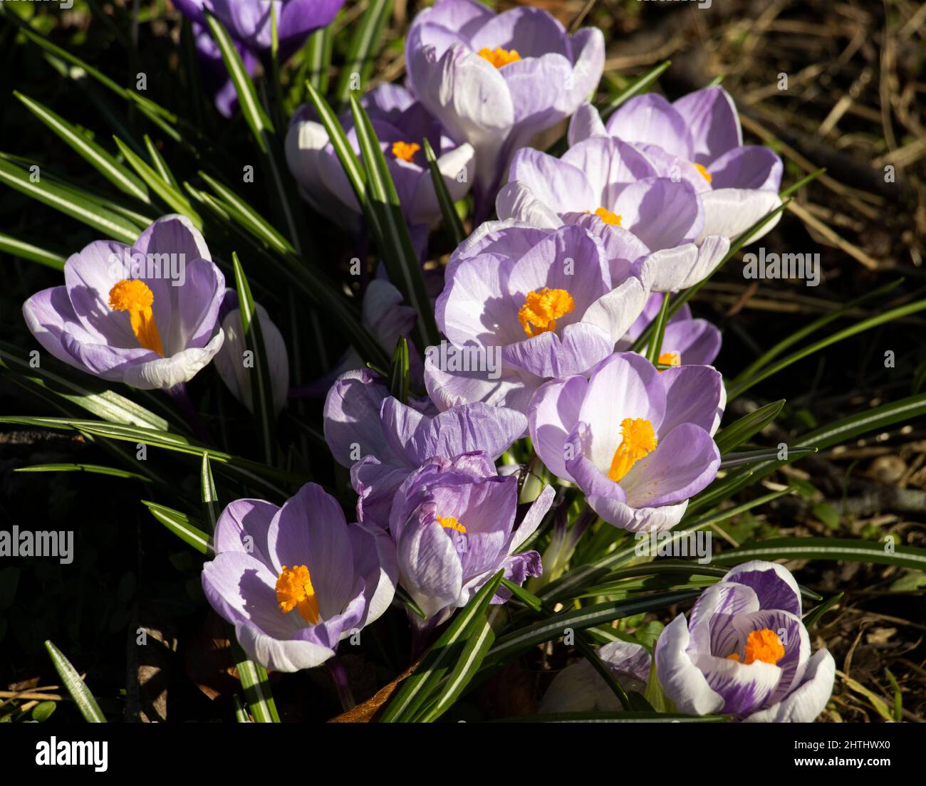Spring Crocus open up fully in the warm spring sunshine. This provides ...