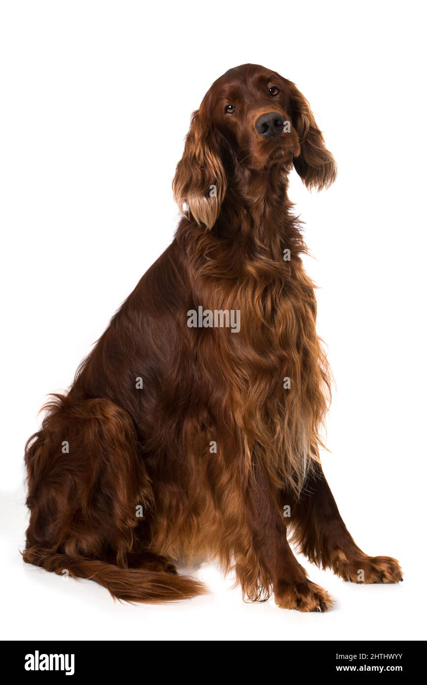 Irish red setter isolated on white background Stock Photo - Alamy