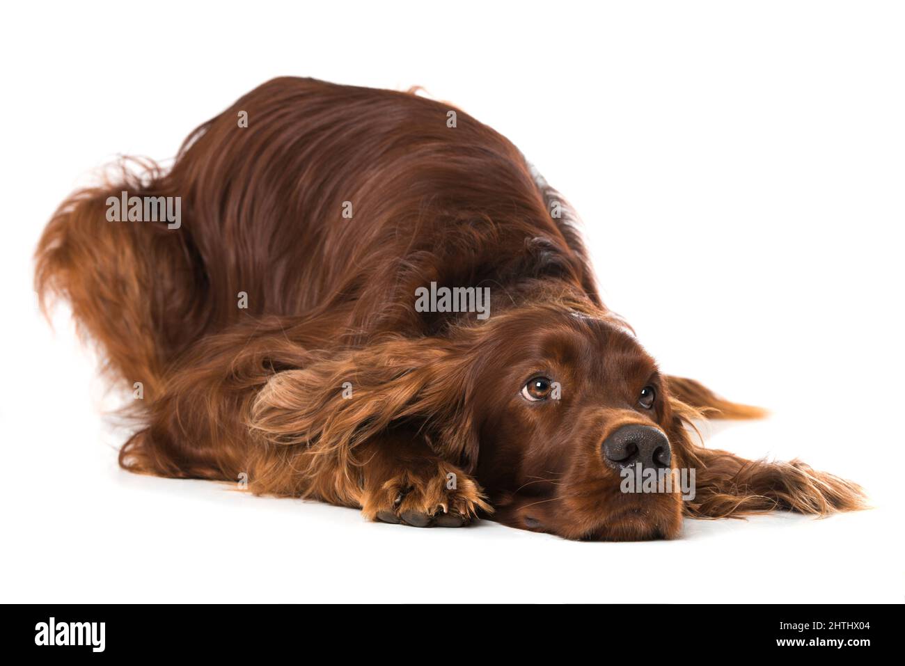 Irish red setter lying isolated on white background Stock Photo - Alamy