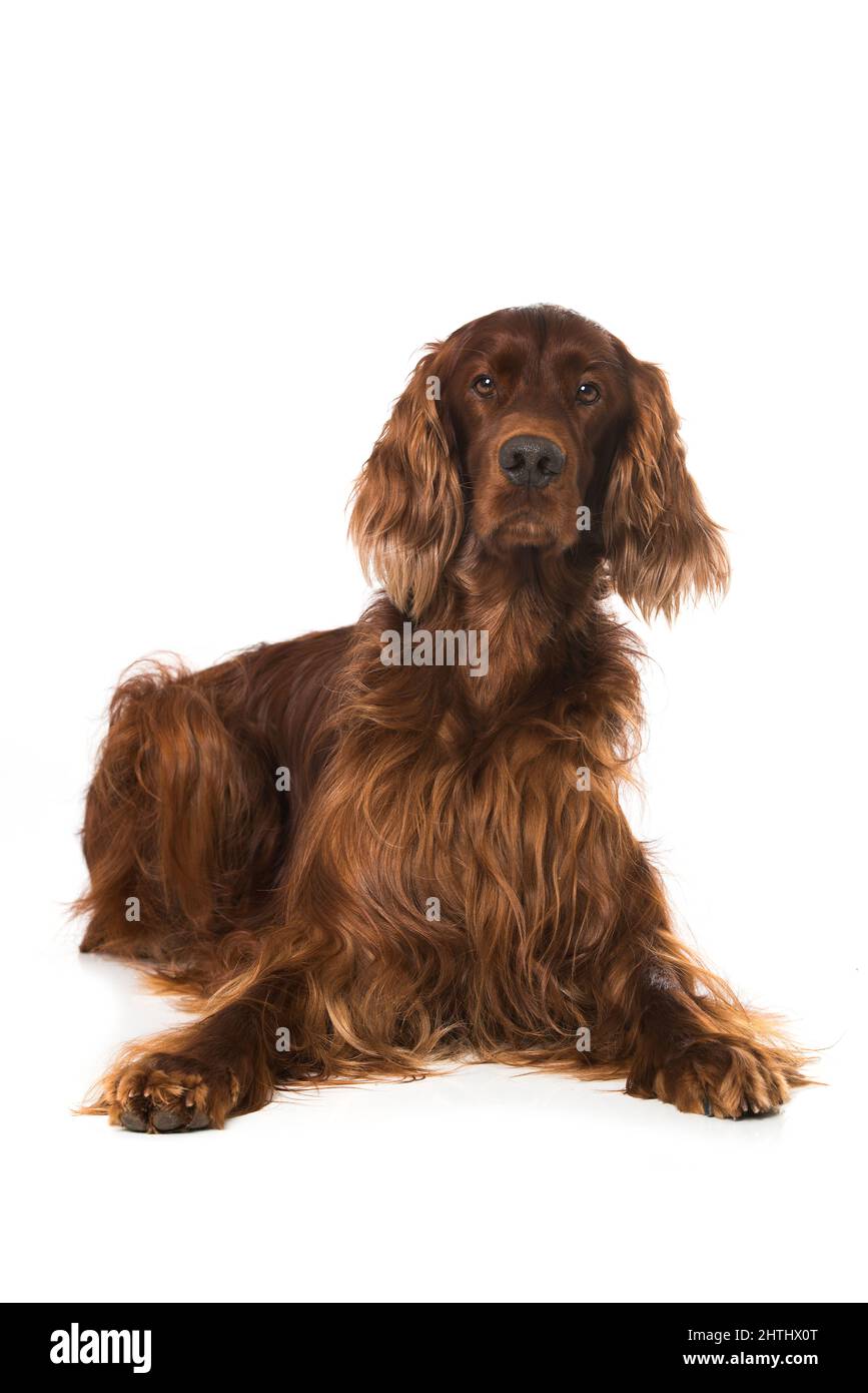 Irish red setter lying isolated on white background Stock Photo - Alamy