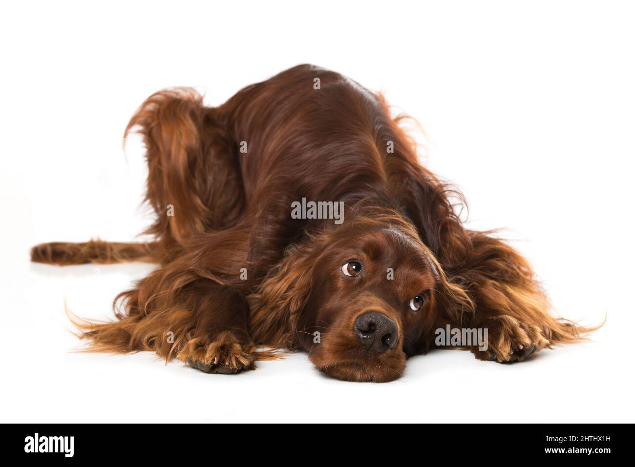 Irish red setter lying isolated on white background Stock Photo - Alamy