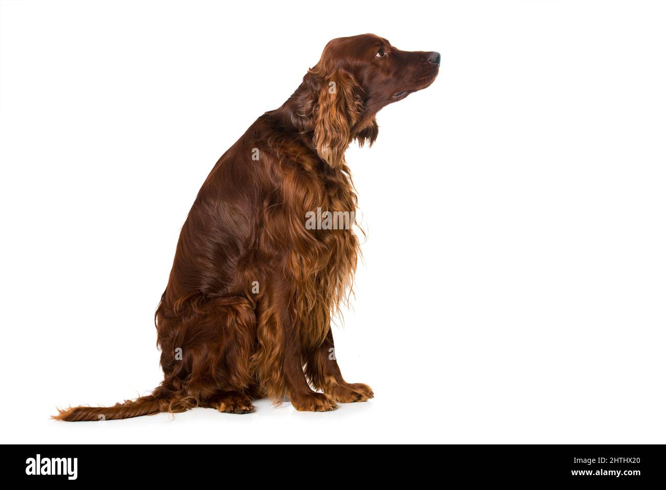 Irish red setter isolated on white background Stock Photo - Alamy