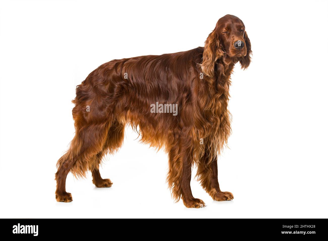 How To Groom Irish Setter Ears